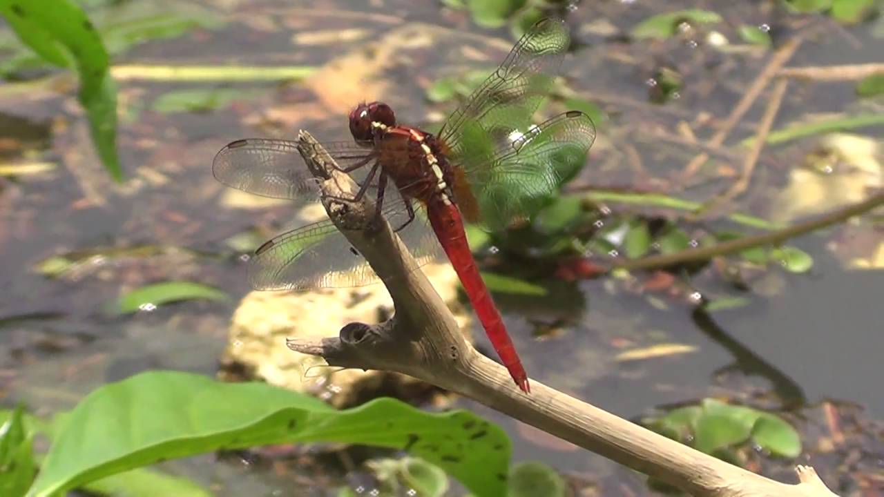 Natural Beauty of Bangladesh Most Oldest Insects on Earth Dragonfly ...