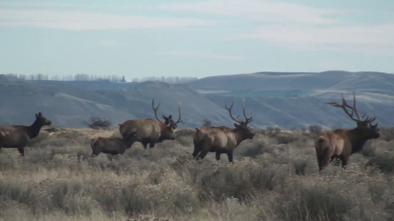 Hanford Pre-History Tour - Bonus: Elk Herd - YouTube