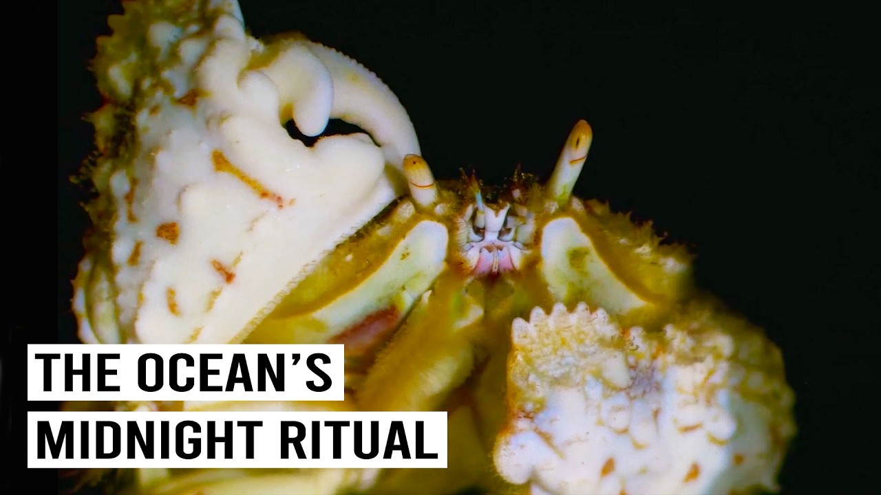 The Most Mysterious Ocean Ritual That Happens Once A Year - YouTube