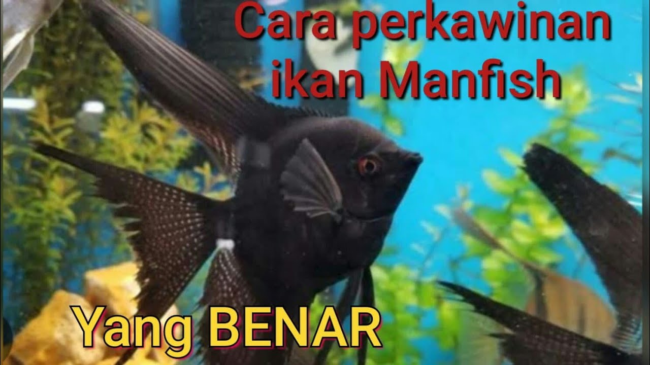 Cara perkawinan ikan black Manish Yang BENARR - YouTube