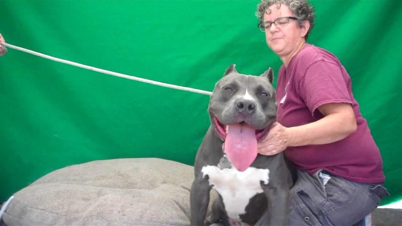 A5078469 Hercules | Pit Bull - YouTube
