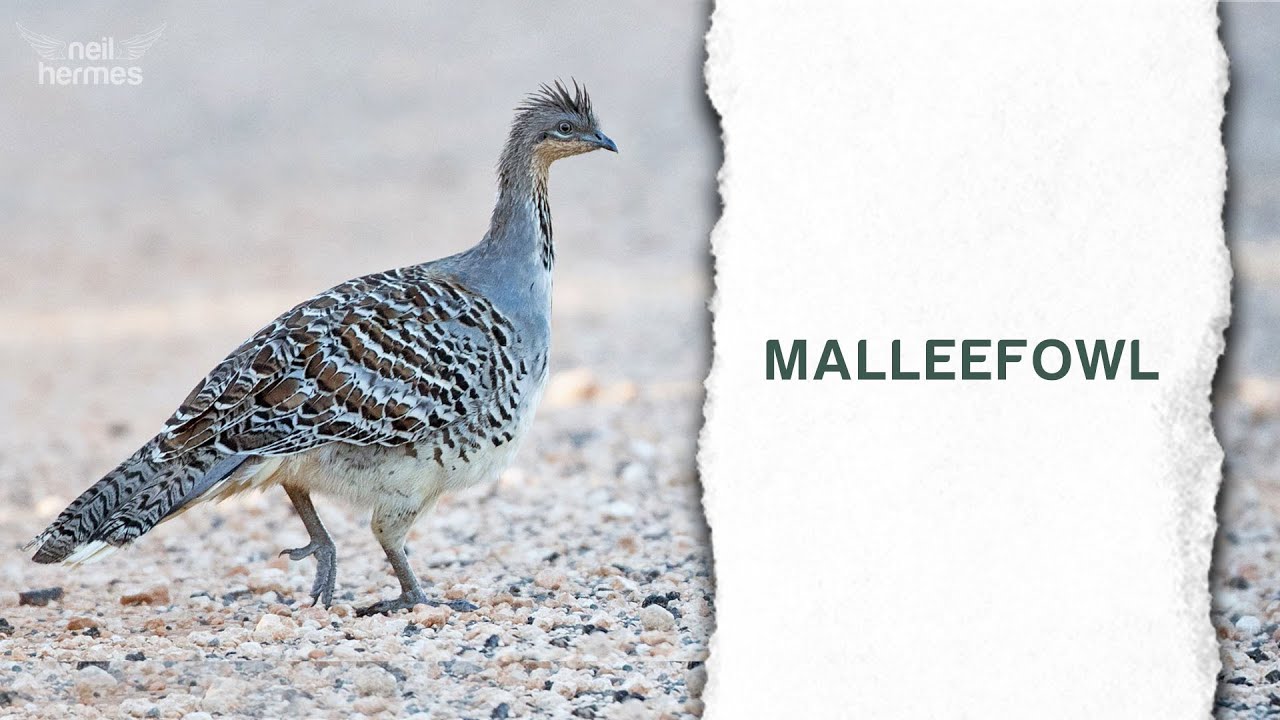 The Critically Endangered Malleefowl and What's Being Done with It ...