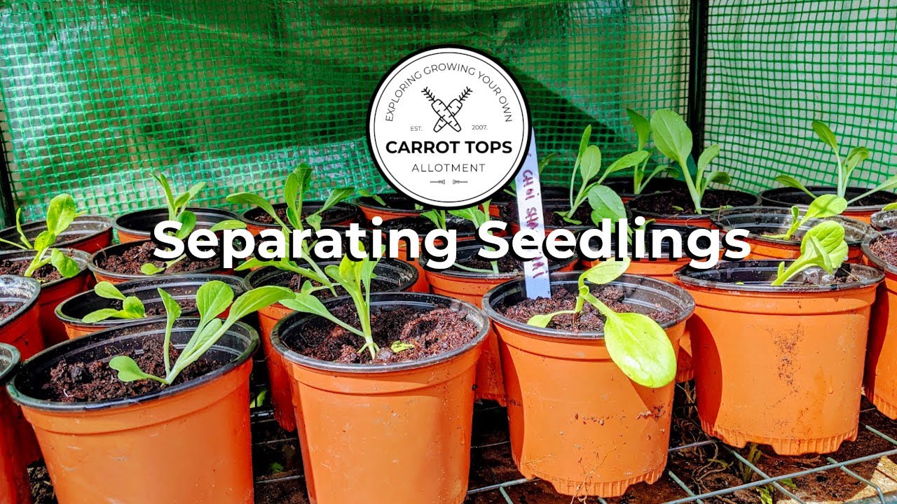 Separating Seedlings - YouTube
