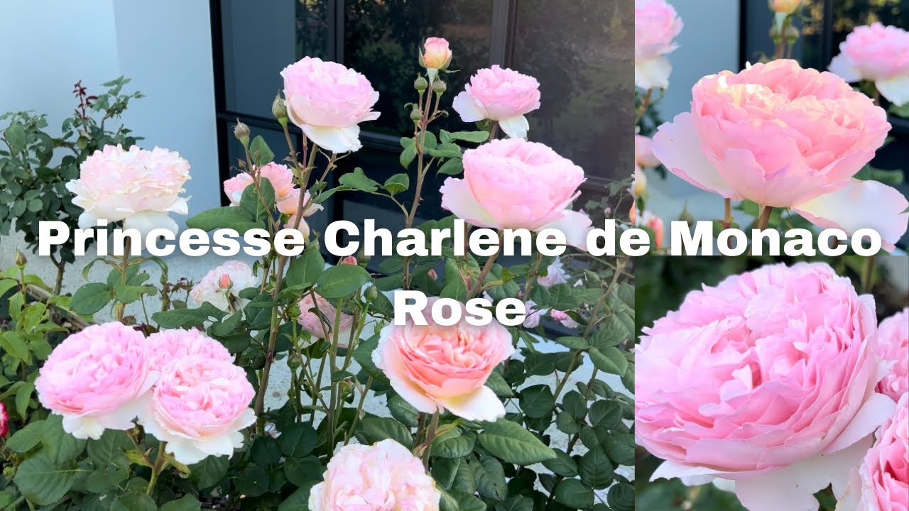 Princesse Charlene de Monaco Rose #rose #flowers #garden #australia # ...