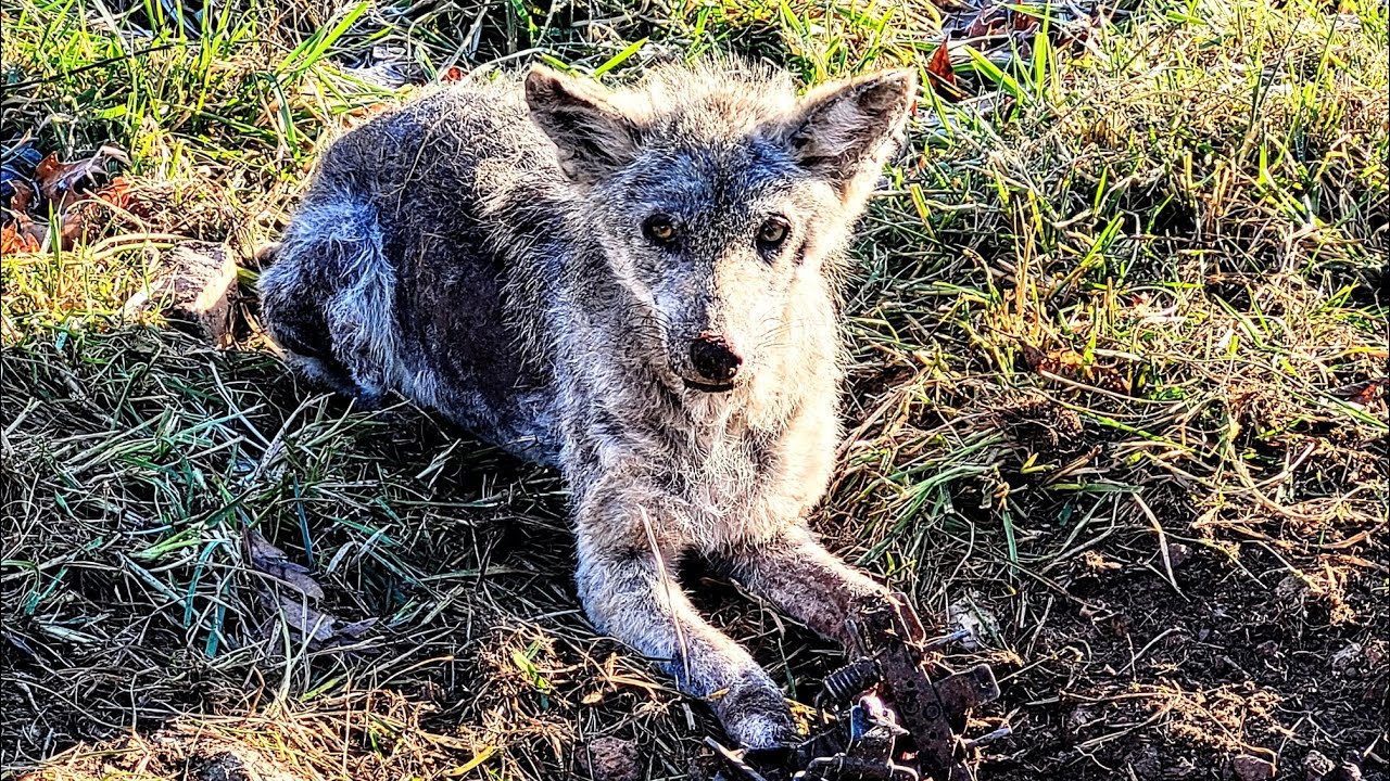 Worst Case Of Mange On A Coyote I Have Seen! Coyote Trapping - YouTube