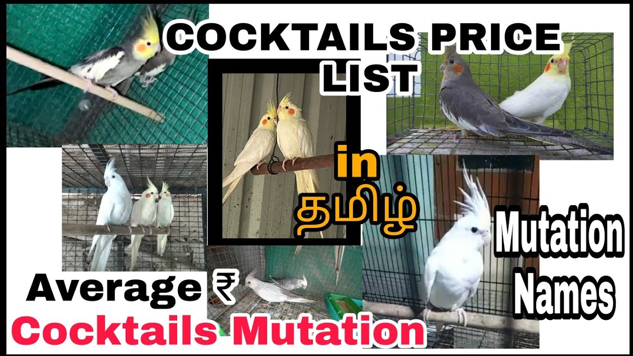 Cocktails Birds / Price list /Mutation lists / in Tamil - YouTube
