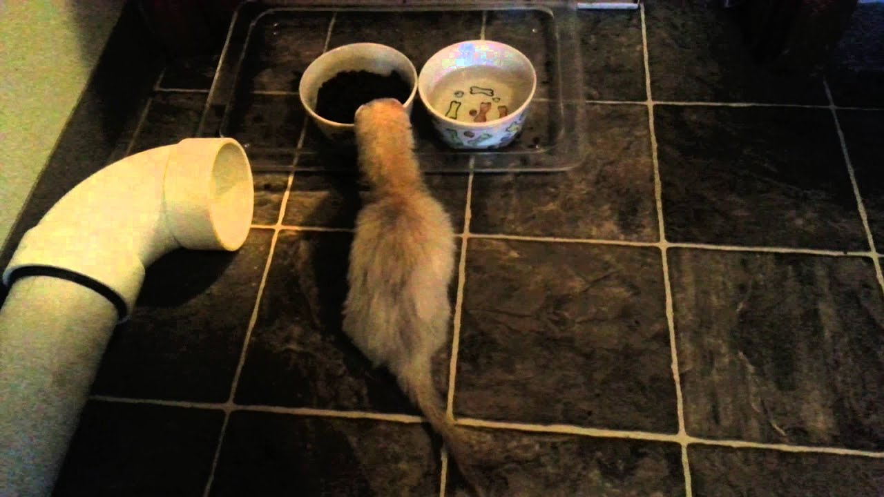 My ferret Lou - amputated left front leg - YouTube