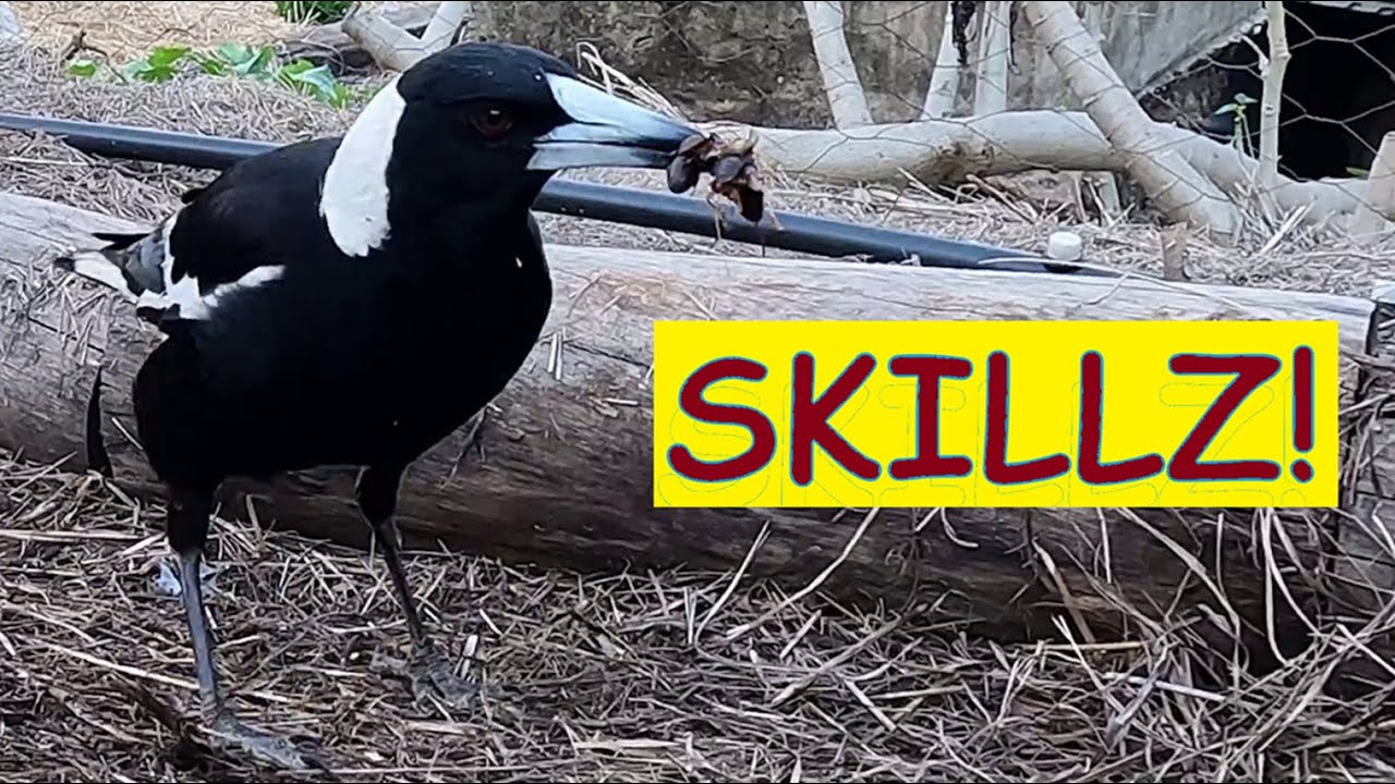 Male Magpie collecting for chicks and having a feed; Australian birds ...