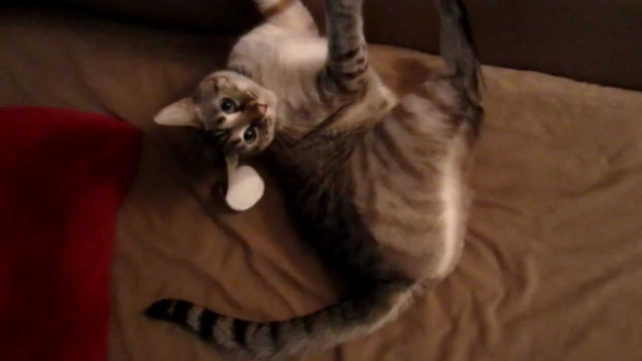 Mallow Cat - YouTube