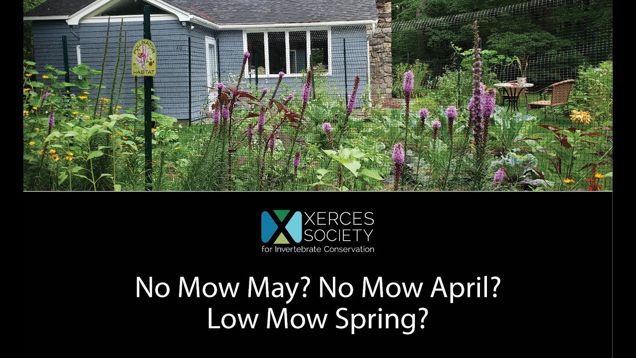 No Mow May? No Mow April? Low Mow Spring? - YouTube
