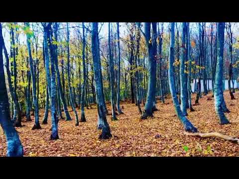Doğa ,huzur ,eşşiz sonbahar manzarası ve piyano müziği eşliğinde