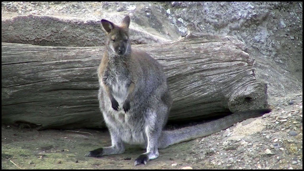 Wallaby (Macropodidae) - YouTube