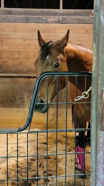 do you like horses?! he was so sweet! - YouTube