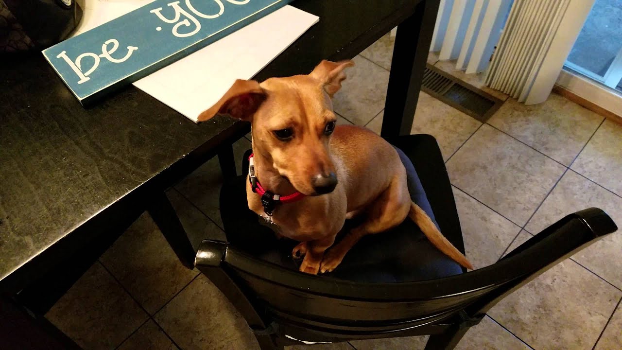 Tobey the jack Russell wiener dog - YouTube