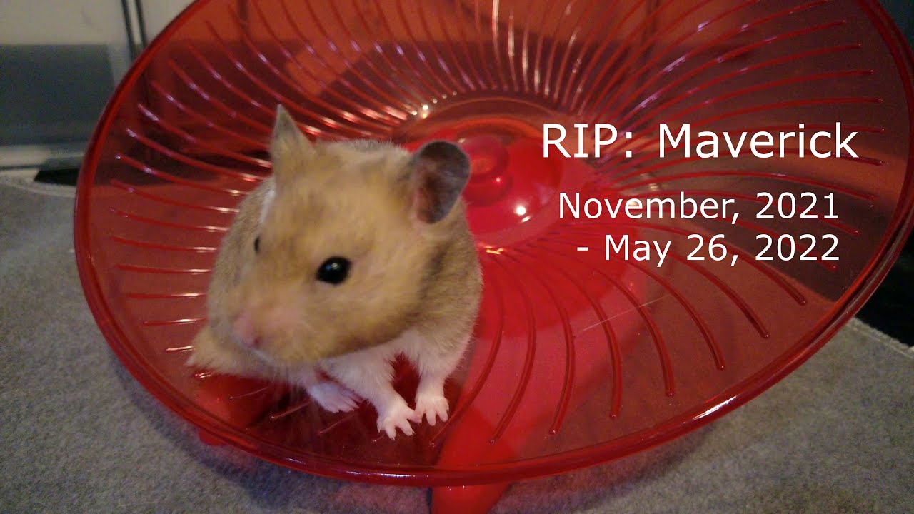 RIP: Maverick - YouTube