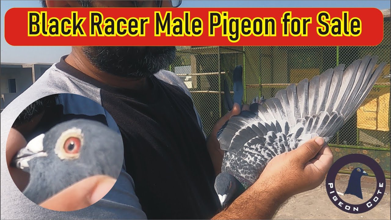 Black checker Racer Male For Sale | Quality Race Pigeon Male | Pigeon ...