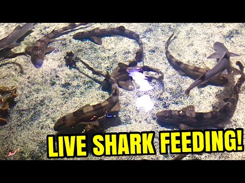 FEEDING SHARKS IN MASSIVE AQUARIUM! - YouTube