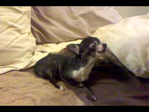 Chihuahua Howling - YouTube