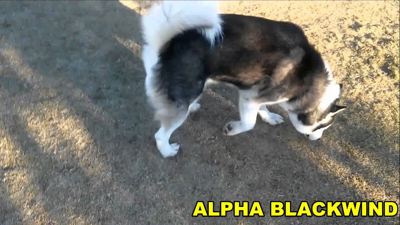 Siberian Husky Dog Park Day 84 With Shadow And Charlie With some Dogs ...