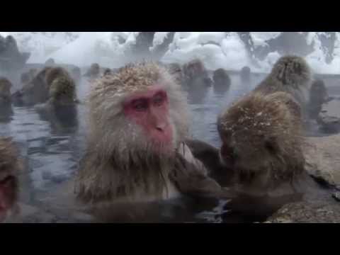 BBC Life -  Japanese Macaques