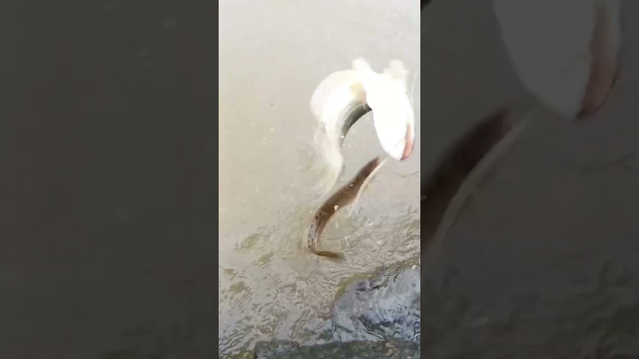 OMG 😱 Big Ele Fish and wallago giant Fish ।। Boal Fish ।। catching fish ...