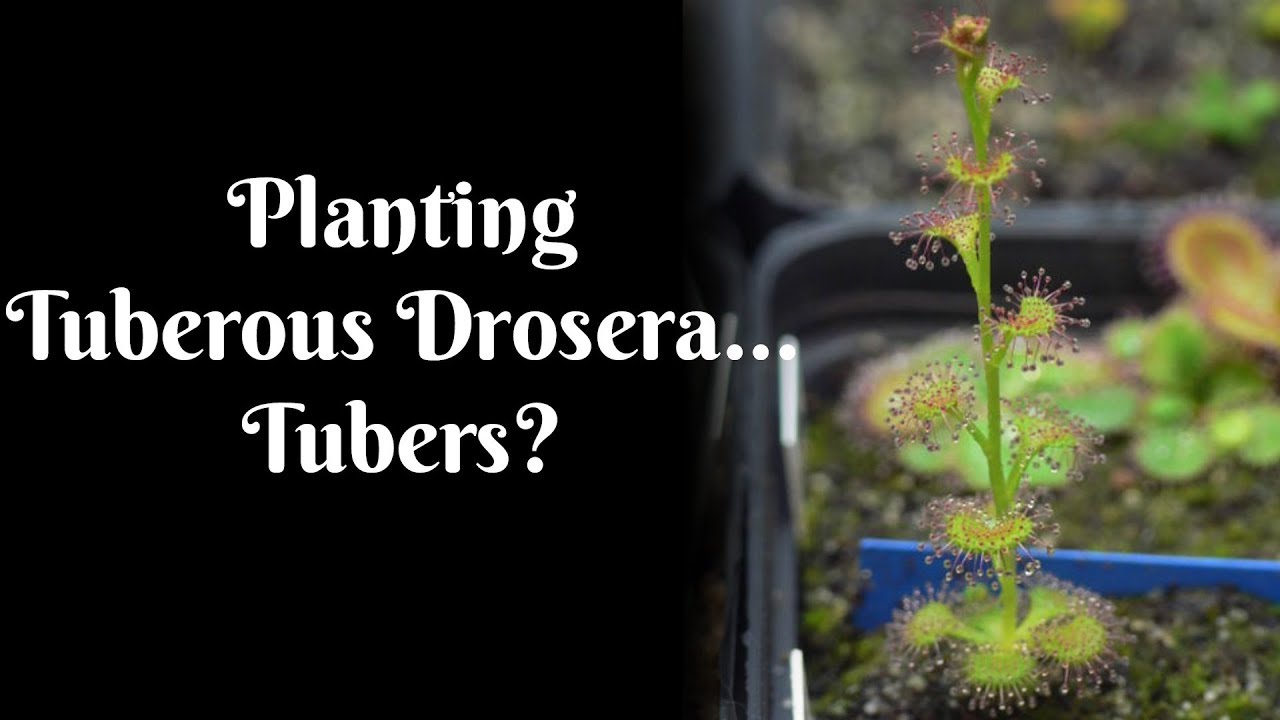 Plants & Seedlings Plants, Seeds & Bulbs tuberous sundew Drosera ...