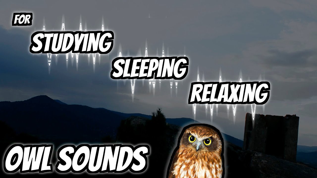 Forest Owls Sounds for Sleeping | Real and Genuine Music | Relaxing ...