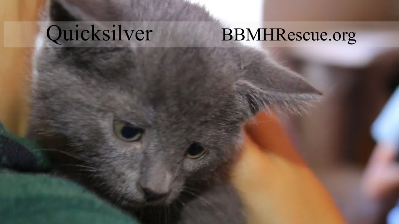 Quicksilver Gray Kitten for Adoption - YouTube
