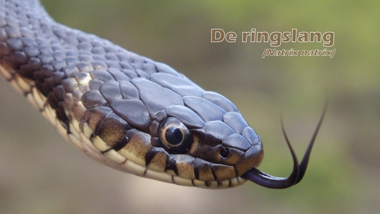 De ringslang (natrix natrix) - grass snake - YouTube