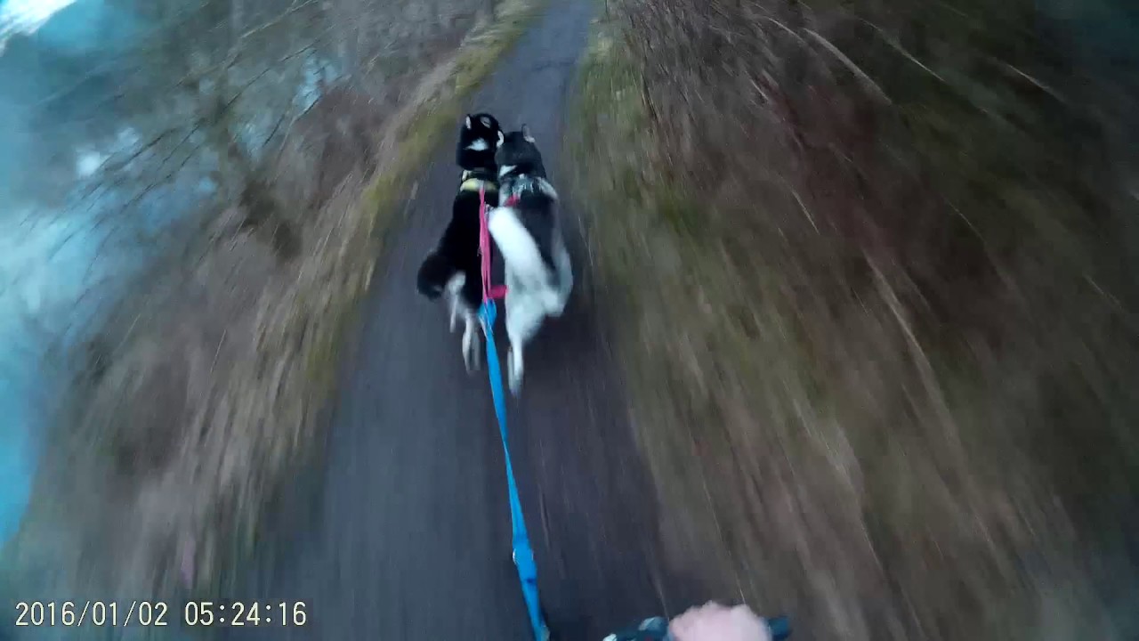Huskie Ride (Bike Joring) New cam - YouTube