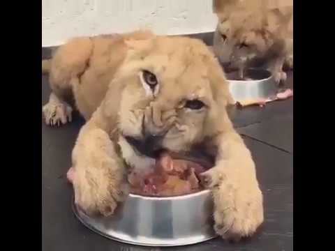 Two Angry Lion cubs eating meat - YouTube