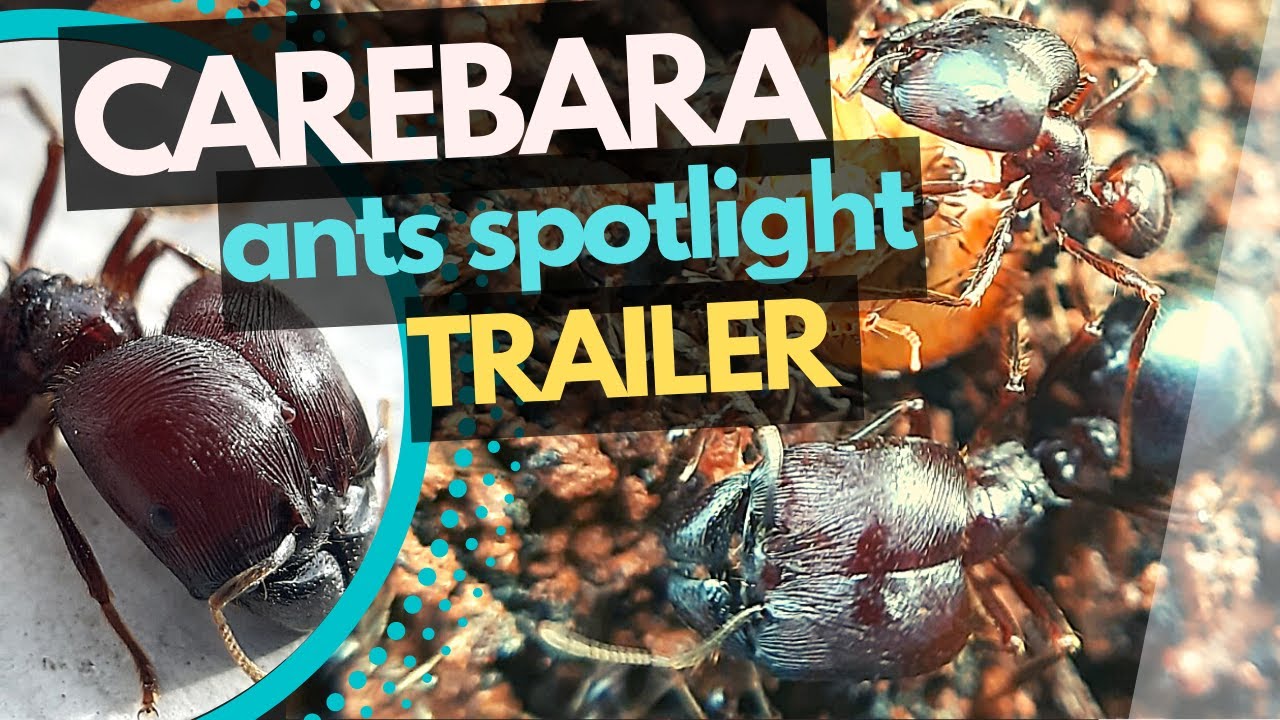 CAREBARA | ANT SPOTLIGHT TRAILER - YouTube