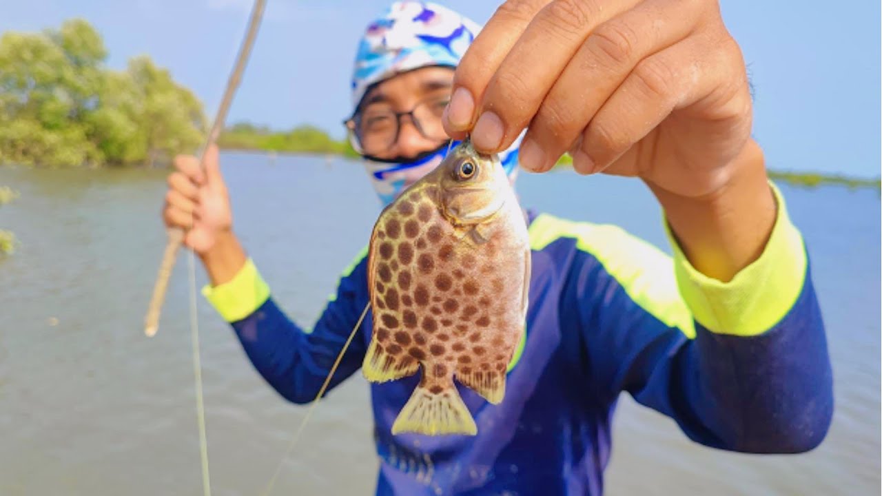 Spotted Scat, Scatophagus Argus-Fishing . #kohadventure - YouTube