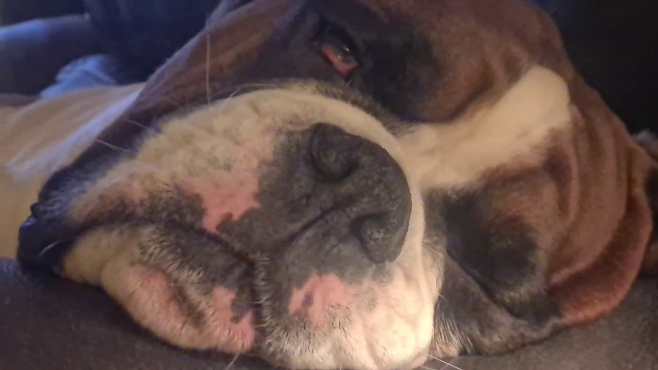 Boxer Rex Cute Face While Dreaming! 😍 😂 - YouTube