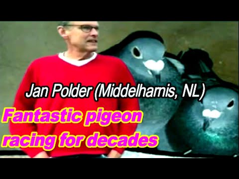 JAN POLDER, (Middelharnis, NL) Amazing decades of pigeon racing - YouTube