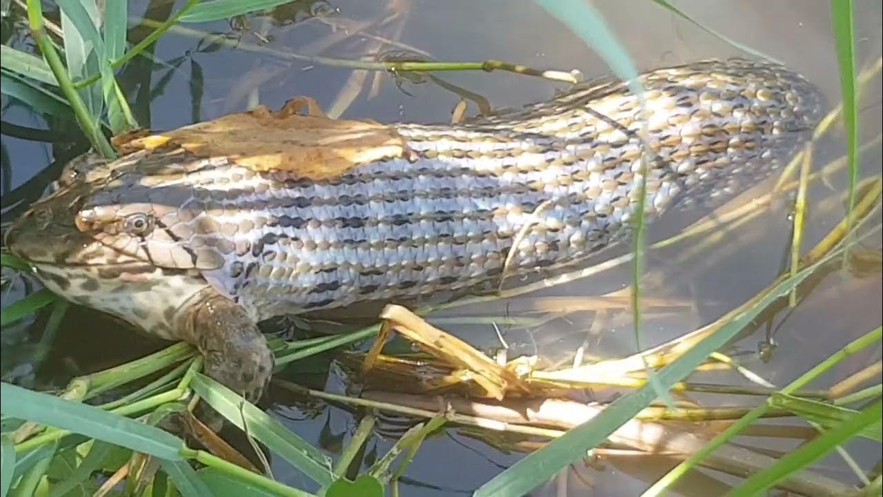 Snakes swallow frogs. #. # - YouTube