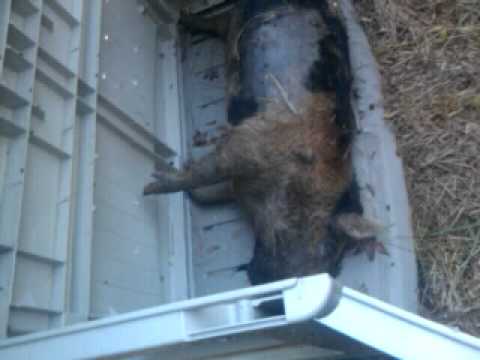 Forensic Science Pig's Corpse: Putrefaction - YouTube