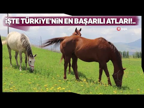 Yarışların Efsane Atları Erzincan'da Yetişiyor