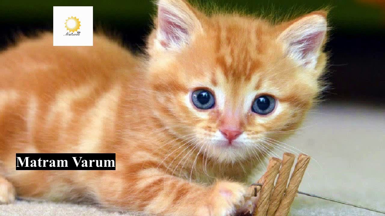 Cats in Tamil Matram Varum Tamil from Chennai Tamil nadu - YouTube