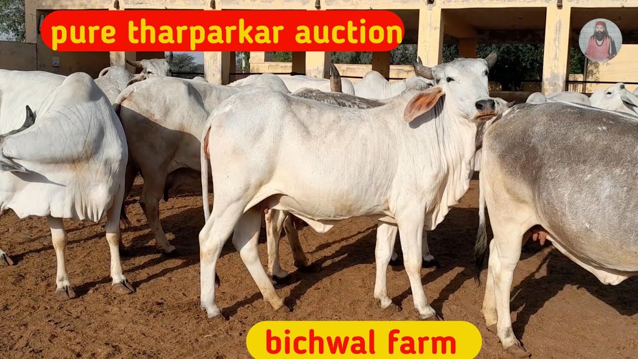 🙏🙏 pure tharparkar cow | auction in bichwal | dadadolhadairyfarm - YouTube