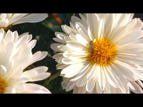 Beautiful Flowers || Background HD Nature Scenery || Morning Nature Scenery || Real Beauty