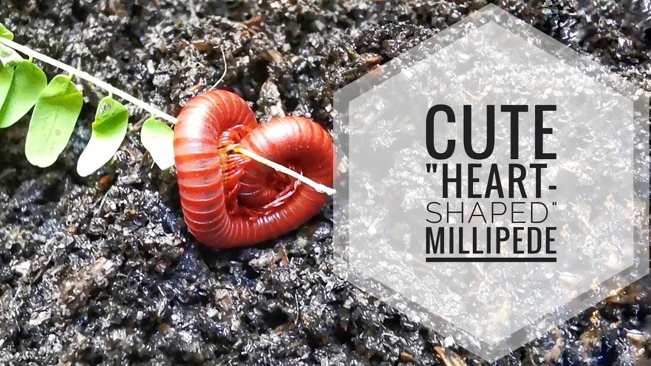 Cute "Love-shaped" Millipede - YouTube