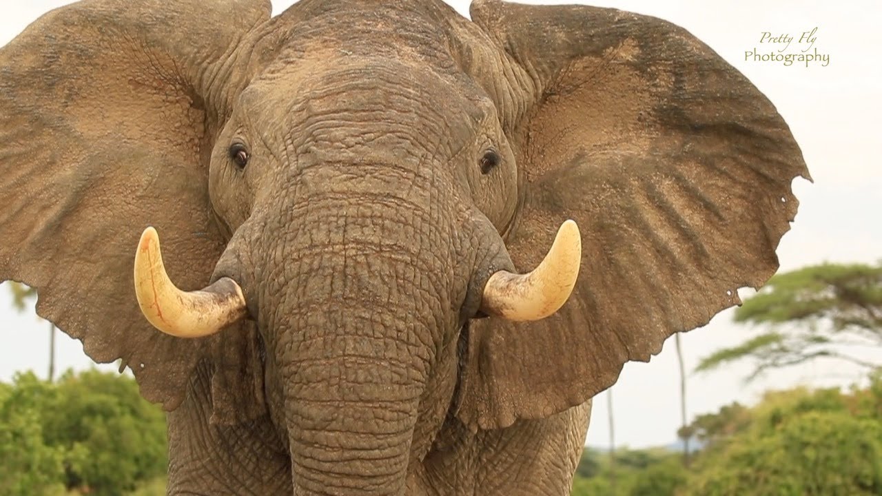 Heart Stopping Elephant encounter Ruaha National Park, Tanzania - YouTube