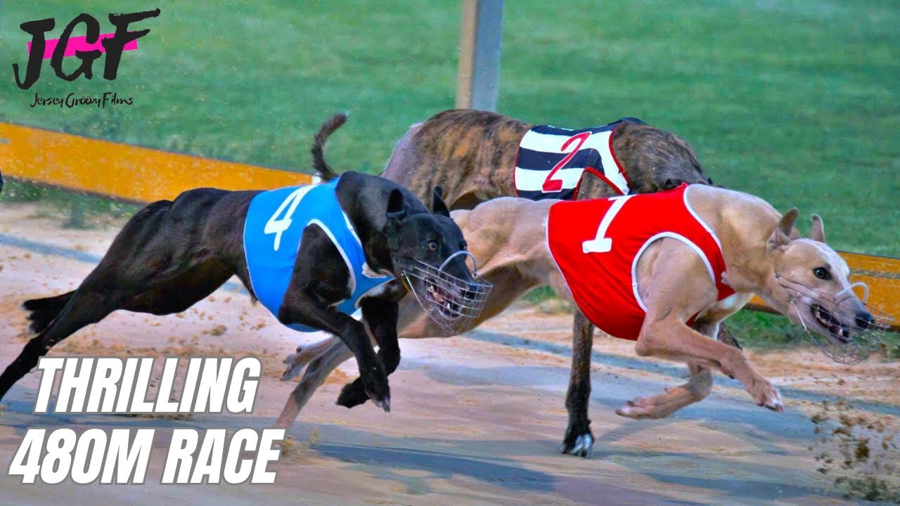 Irish Greyhound Racing 480m | Thrilling Dog Race Highlights - YouTube