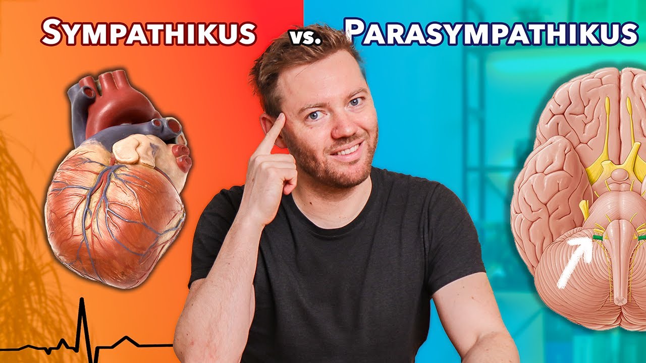 Das autonome Nervensystem: Sympathikus vs. Parasympathikus - YouTube