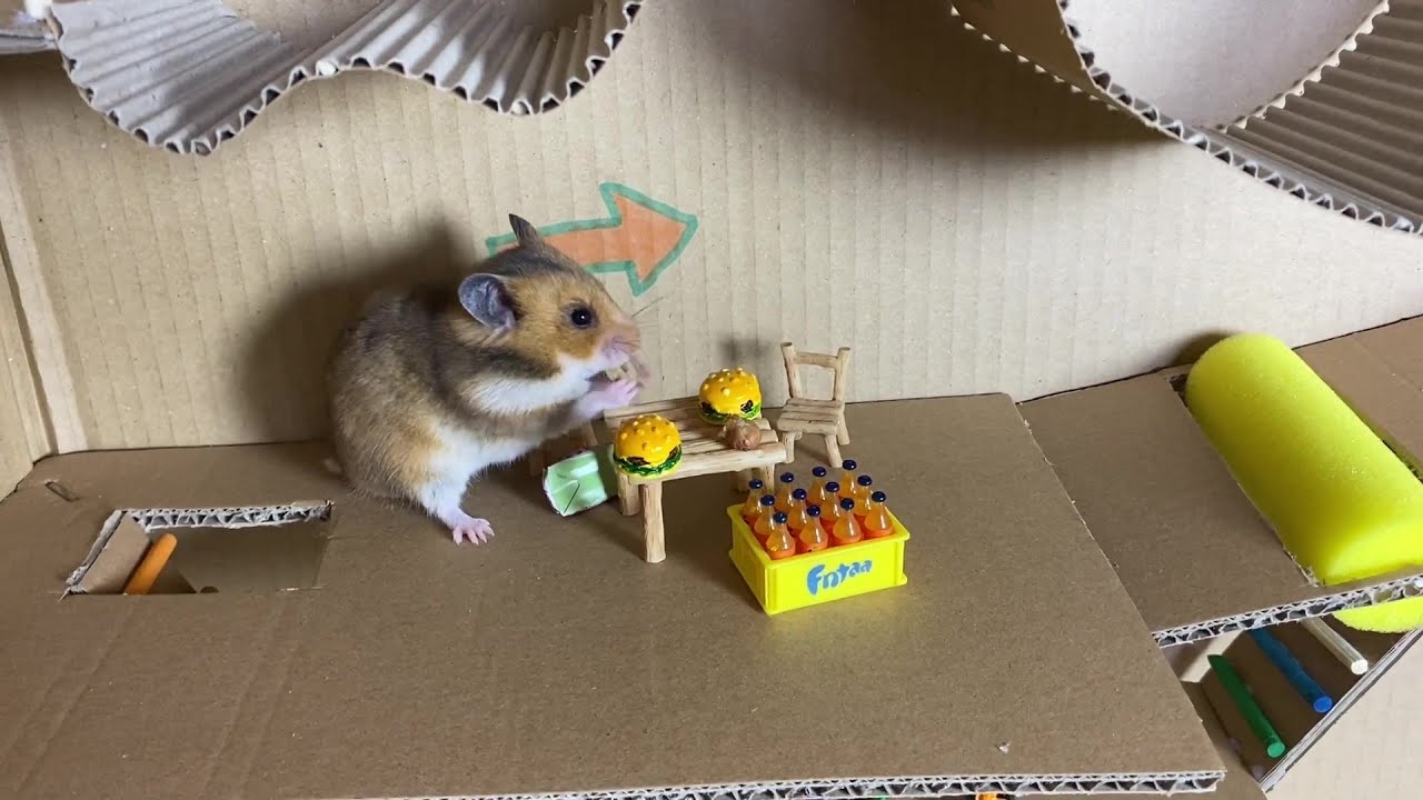Hamster Fluffy Epic Maze Escape Adventure - YouTube