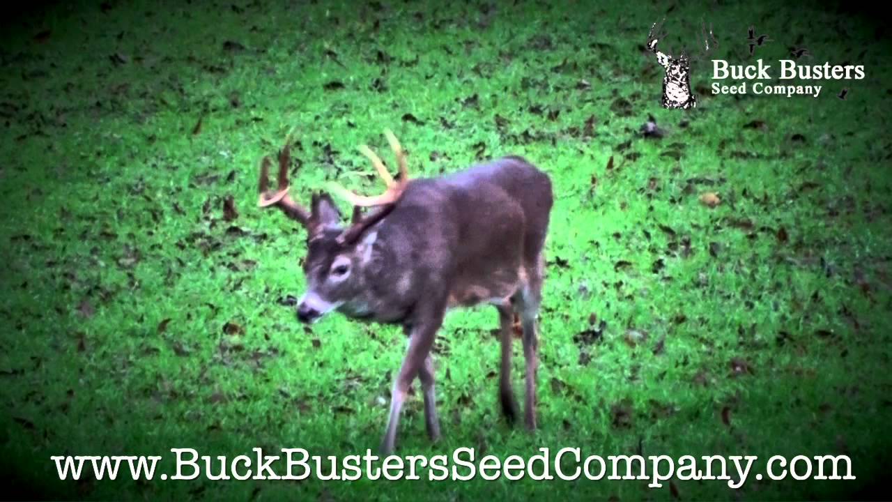 Buckbusters Seed Co. Commercial - YouTube