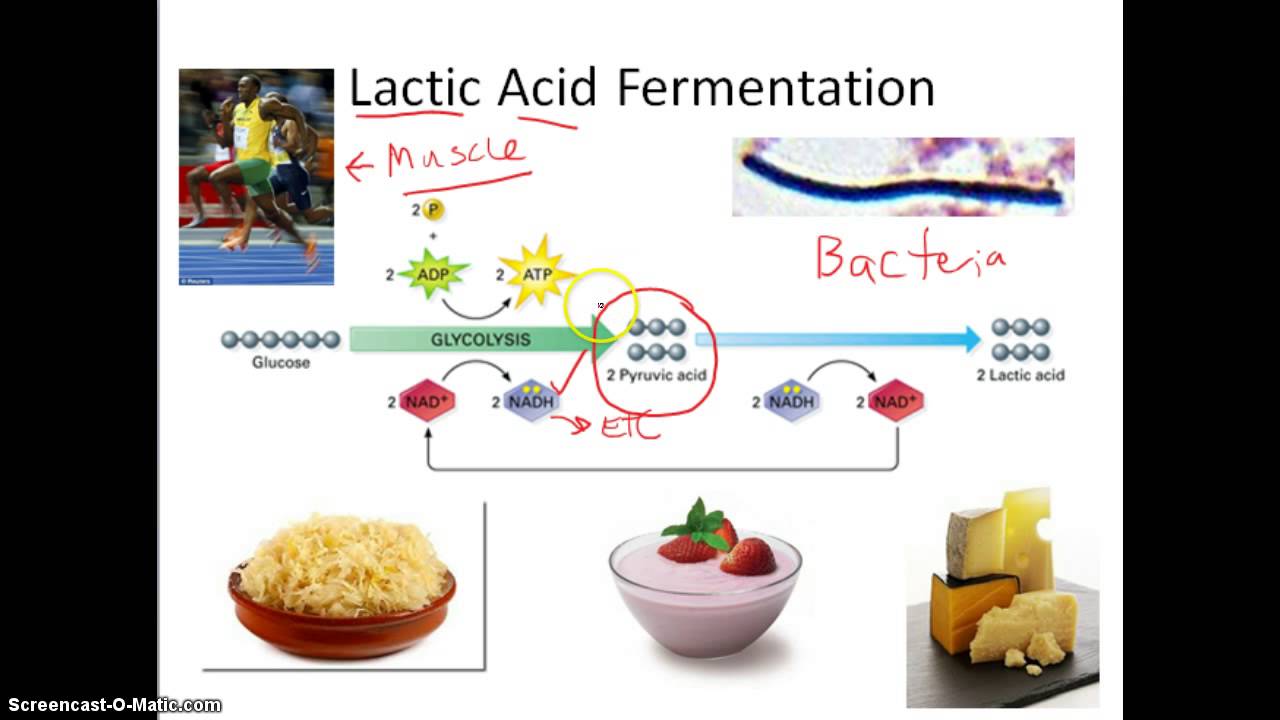 Biology: Anaerobic Cellular Respiration - YouTube