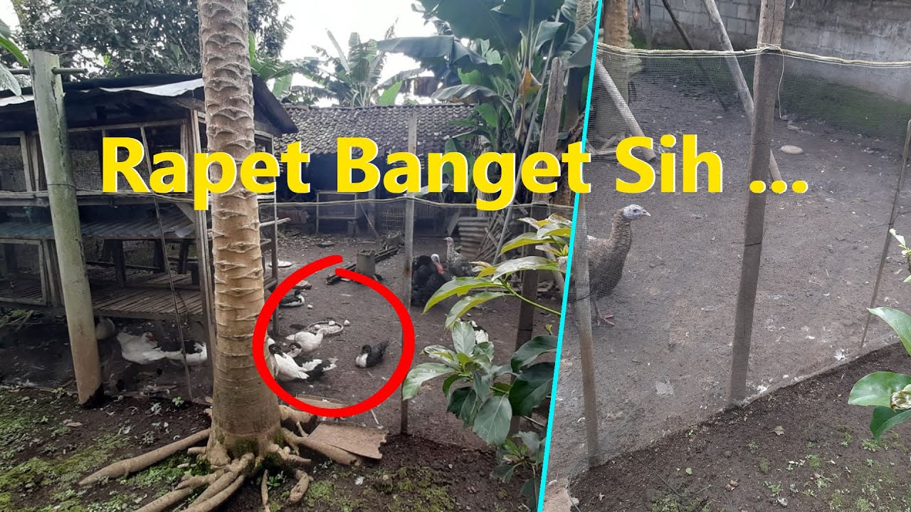 Cara Memasang Jaring Pagar Ayam Simpel dan Kokoh - YouTube