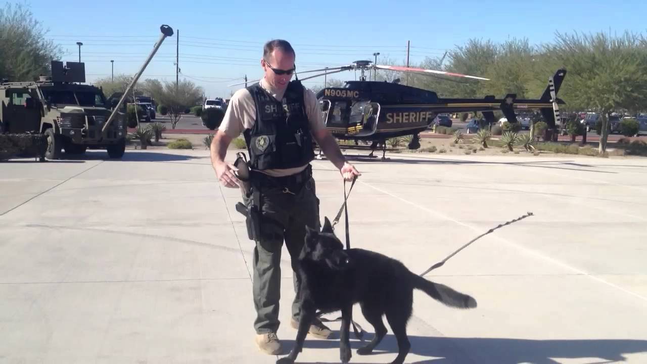 Maricopa Sheriff K9 demo1 - YouTube